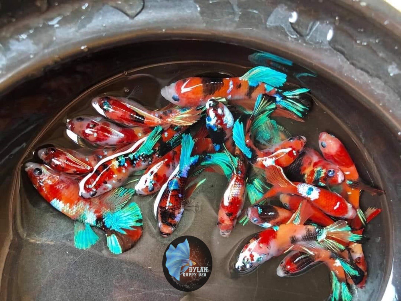 1 Pair-Koi Multiple Galaxy color Live Betta Fish Halfmoon Koi Nemo ...