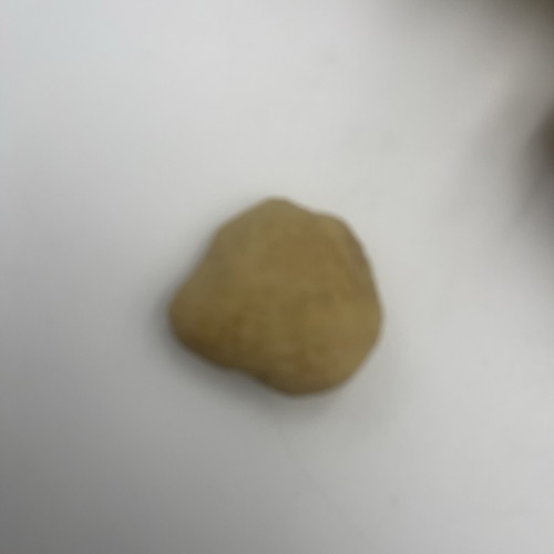 Adam Rouilly Realistic Leg Bones and Foot Skeleton Anatomical Model | eBay