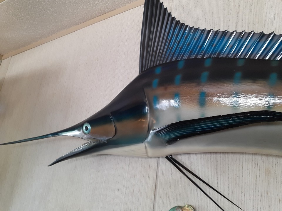 Vintage 102" Pacific Blue Marlin, caught off the Coast at Cabo San ...
