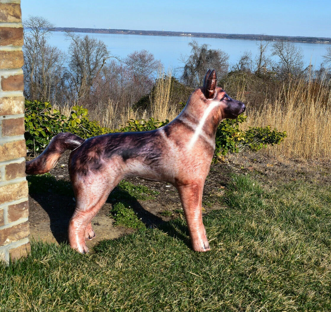 Red Merle German Shepherd