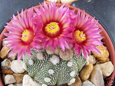 Astrophytum Super KABUTO RED FLOWER cacti exotic rare color cactus seed ...