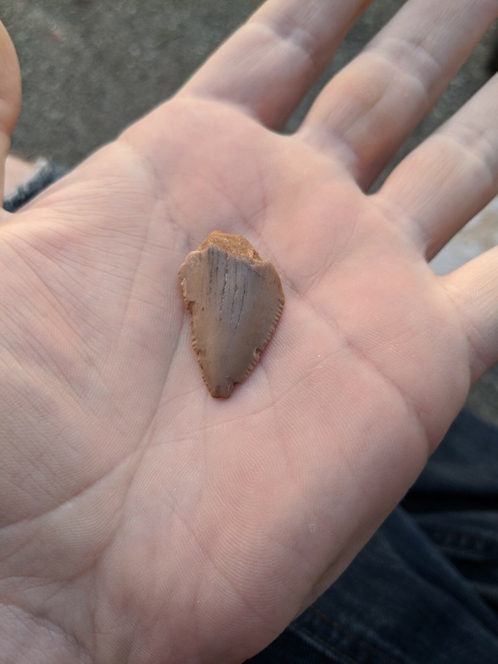 MEGALODON (Carcharocles) SHARK TOOTH FOSSIL Broken Budget Tooth! No ...