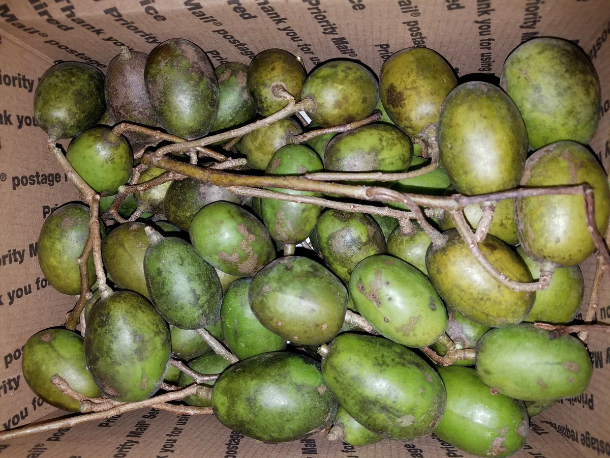 June Plum