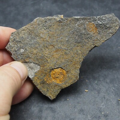 Edrioasteroid Isorophus africanus Echinoderms Ordovician Fossil ...