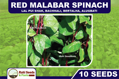 Red Malabar Spinach - Lal Pui Shak, Bachhali, Bertalha, Alugbati - 10 ...
