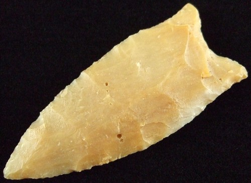 Exceptionally Fine Colored 3 3/8 inch Florida Simpson Point with COA ...