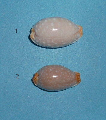 Cypraea Limacina Facifer New Caledonia 23,7 mm N°1 | eBay