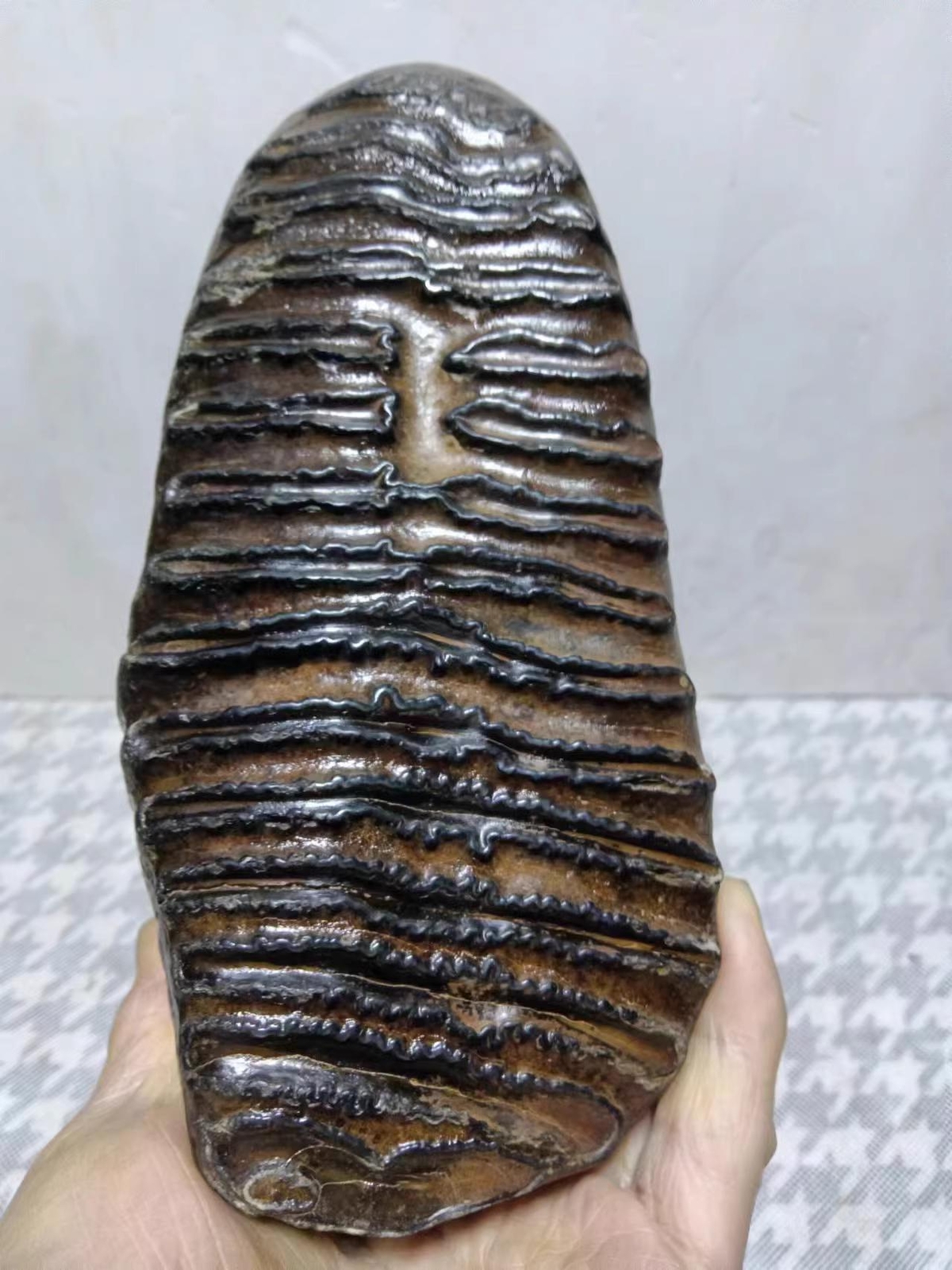 Save intact Fossil teeth from the Ice Age. Teaching Sample 2900 g | eBay