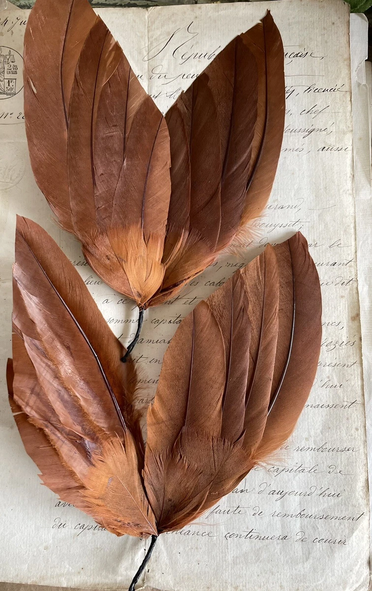 Brown Feather Wings