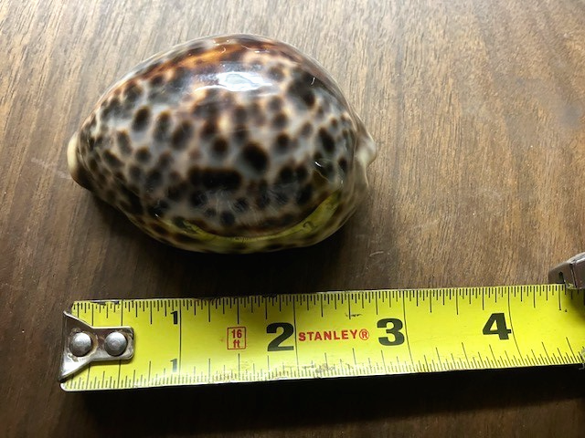 One Large Purple Top Cowrie 3.5" & 1 Large Tiger Cowrie 3" Crafts Beach ...