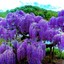 5 Chinese Blue Wisteria sinensis Tree Seeds Fast Climber Flower Vine ...