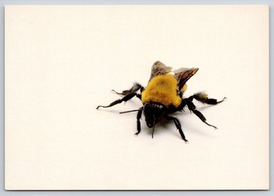 Susan's Bee Colorful Pollinating Insect Robin K. Laughlin Art Postcard ...