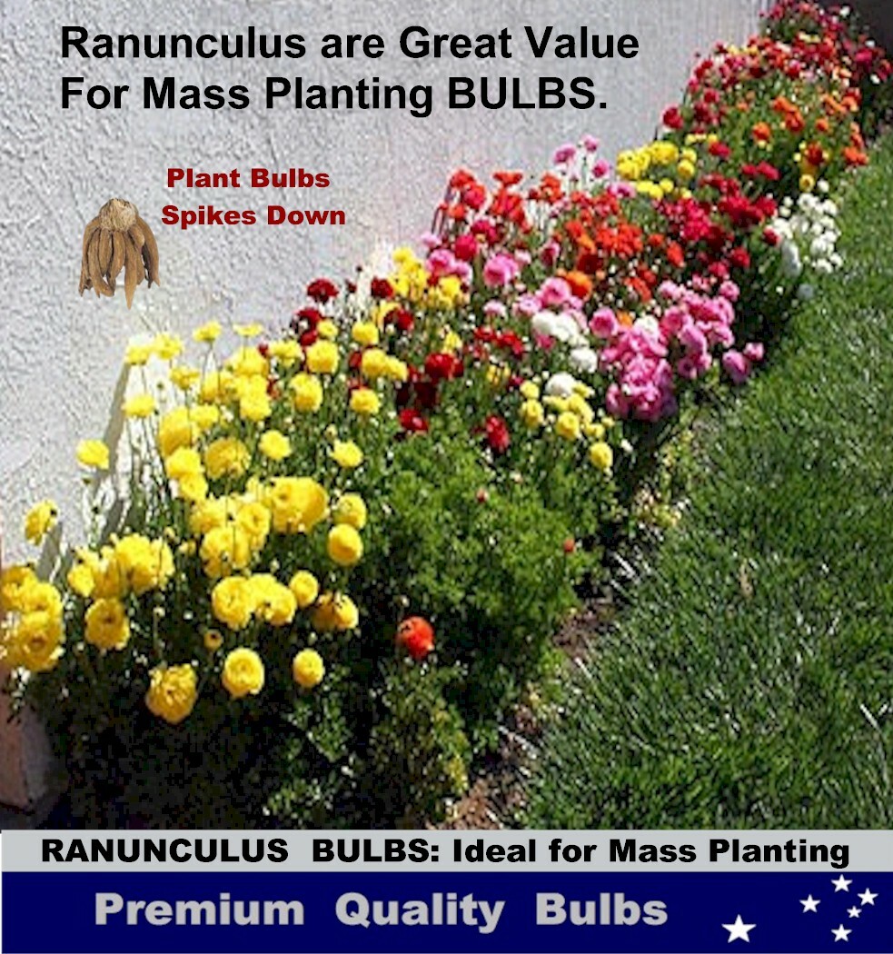 RANUNCULUS -BULBS BURGUNDY 25x BULBS | eBay Australia