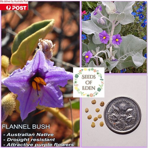 FLANNEL BUSH SEEDS(Solanum lasiophyllum) | eBay Australia
