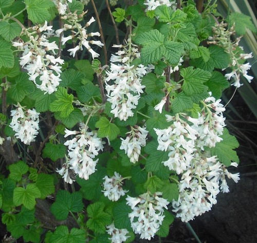 Flowering Currant White Icicle x 1 Plant " Ribes sanguineum ...
