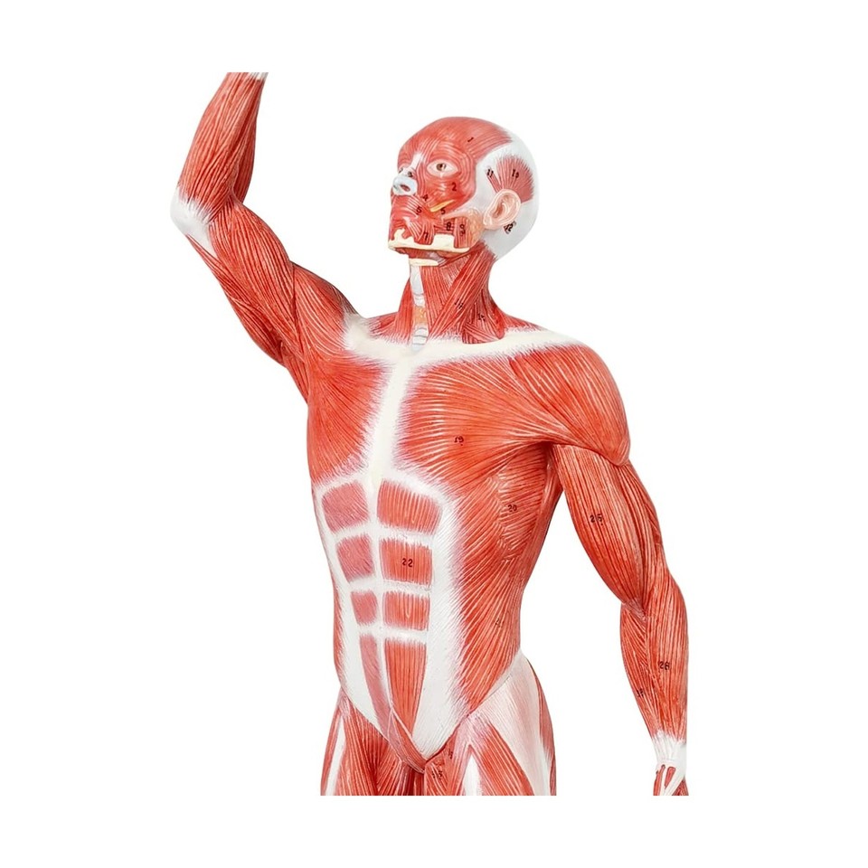 EVOTECH Human Muscle Model-20" Miniature Muscular System Model, Human ...