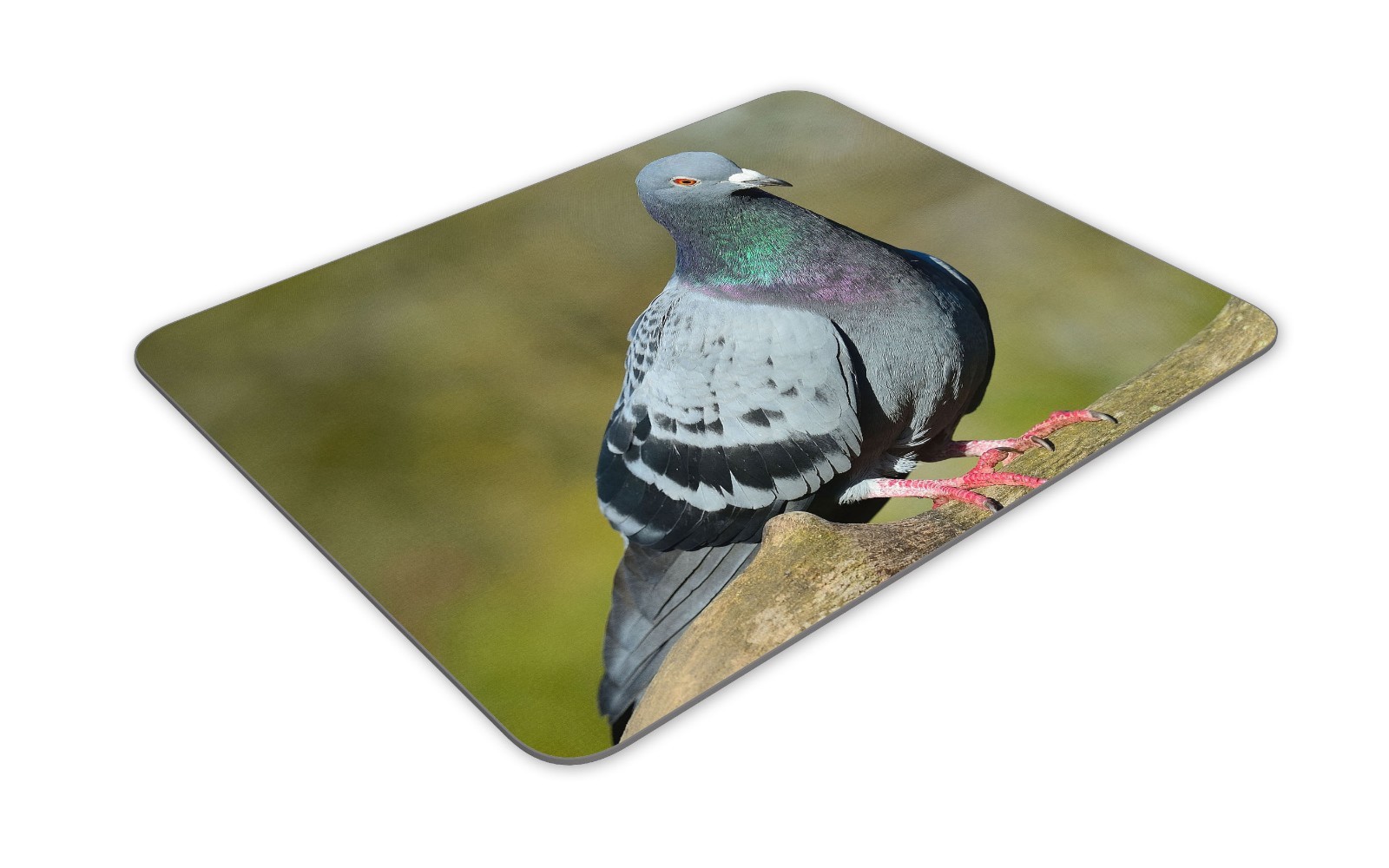 Funky Grey Pigeon Mouse Mat Pad - Ornithology Twitcher Fun Computer ...
