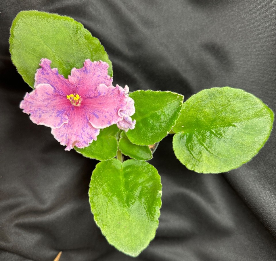 African Violet plant: VAT-FANTASTIC ELEGANCE (Ukr/Rsn Standard) | eBay