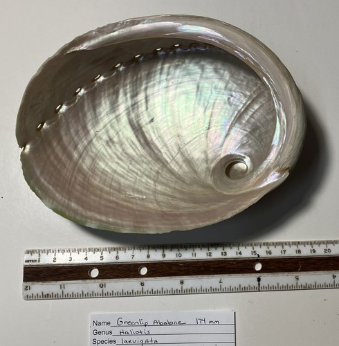 Haliotis laevigata. Green Lip Abalone. South Australia. Great Shape ...