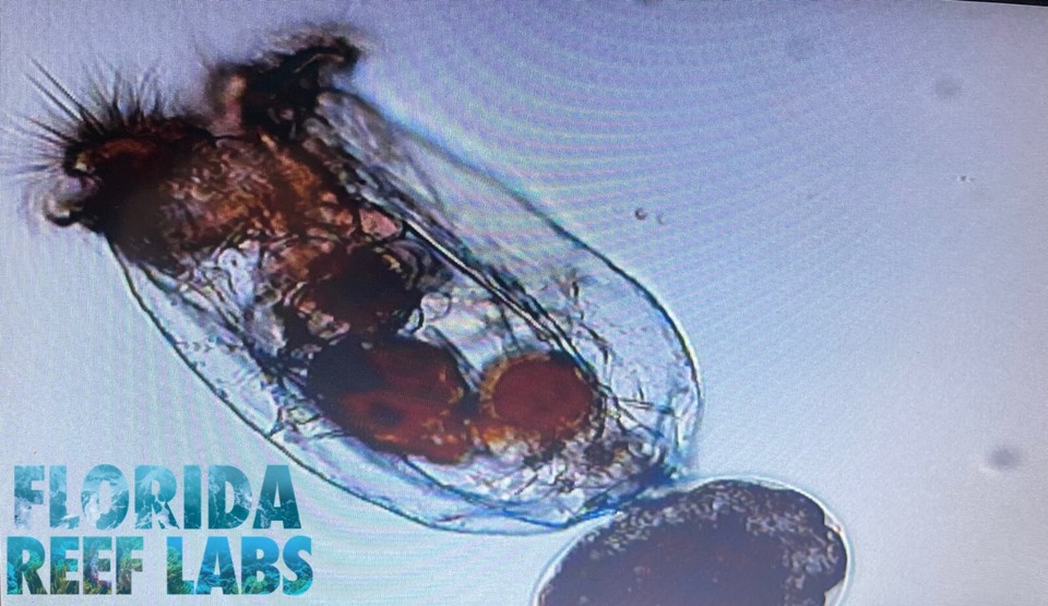 LIVE Seeder Kit (pods/phyto/rotifers/coralline algae) - Florida Reef ...