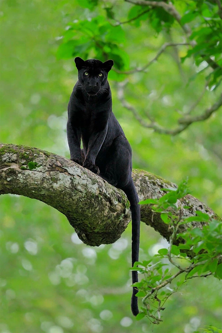 Black Panther Habitat