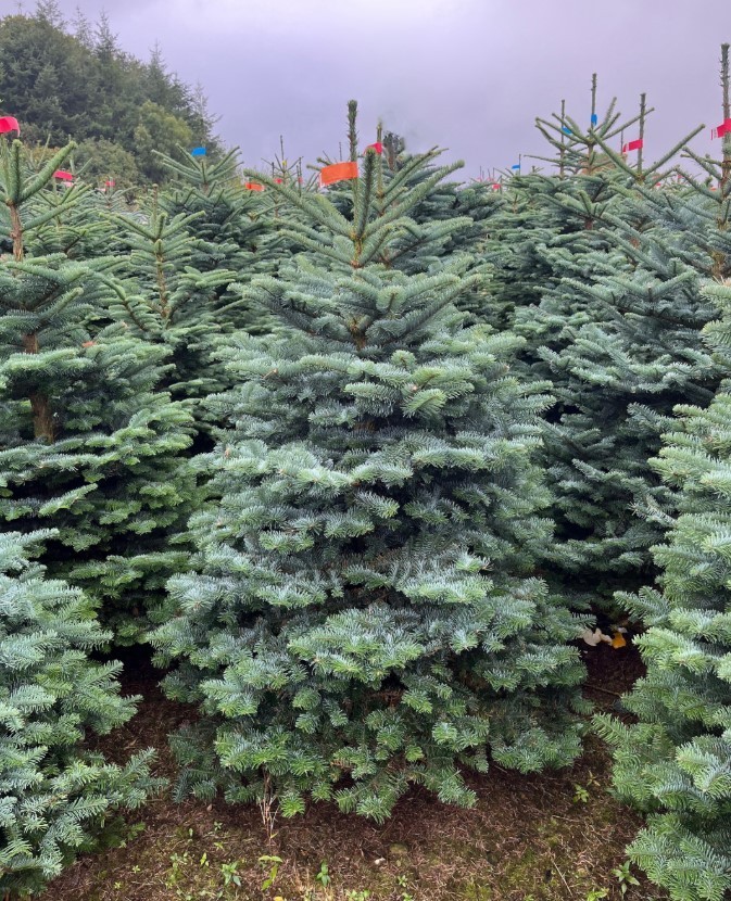 Free Shipping - Noble Fir Live Tree - 10-16" Tall - Abies Procera ...
