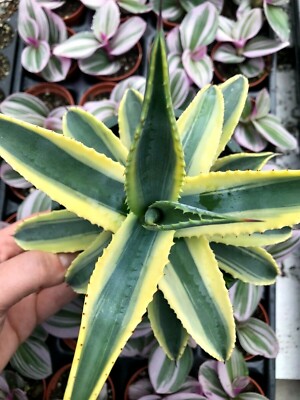 AGAVE 'CORNELIUS' CENTURY PLANT - 2 1/4" POT | eBay
