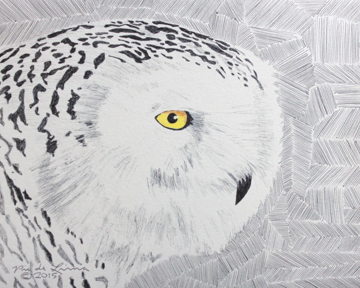 Snowy Owl Sketches