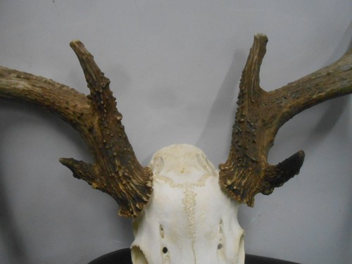NON-TYPICAL 6X5 WHITETAIL DEER RACK FULL SKULL mule elk shed antlers ...