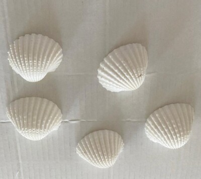 Assorted Sea Shells (5) | eBay
