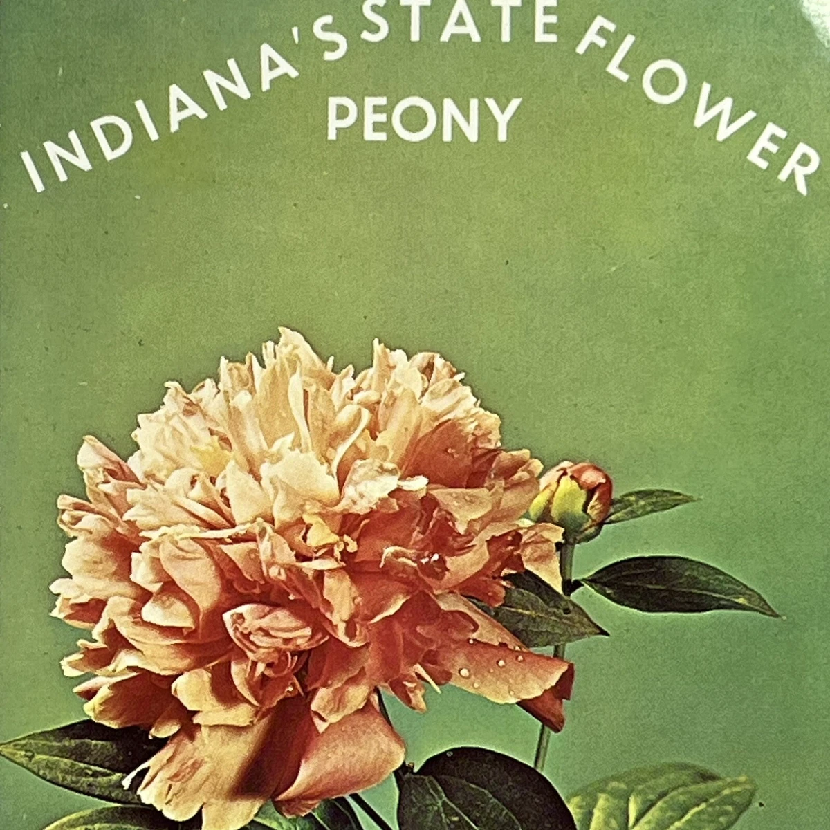 Best Flower In Indiana | Best Flower Site