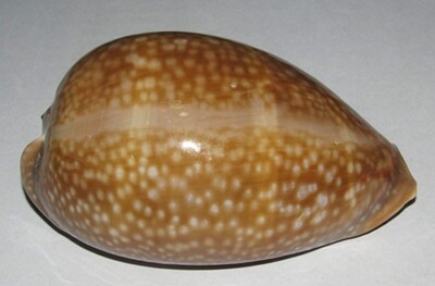 105 mm LARGE Cypraea Cervus Cowrie Seashell GREAT PATTERN Combine Ship ...