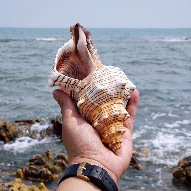 18cm Natural Red Spindle Conch Shell Large Sea Shell Aquarium Decor ...
