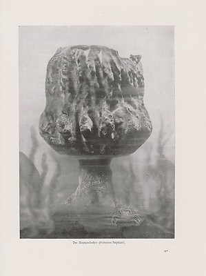 Neptunsbecher Poterion neptuni DRUCK von 1912 Schwämme Porifera | eBay