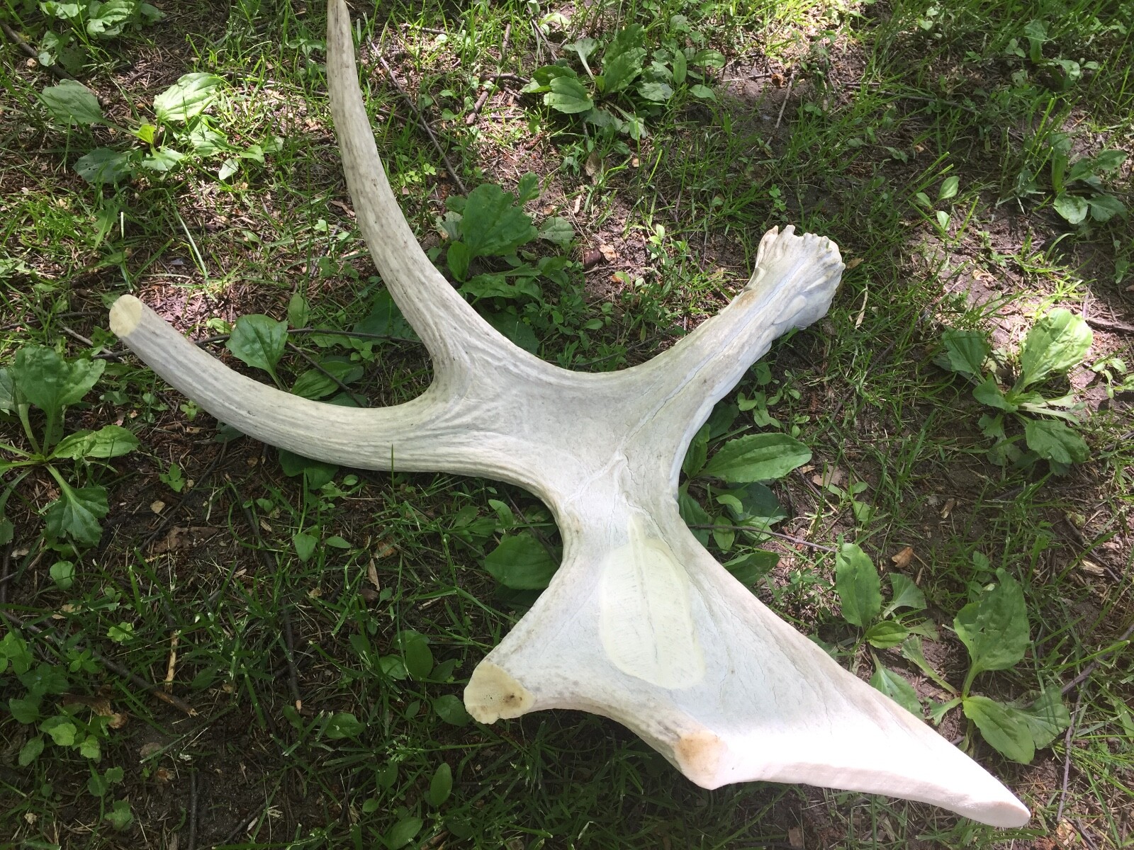 Estate - Inuit Canadian Carved Caribou Antler -Museum Quality - Huge | eBay