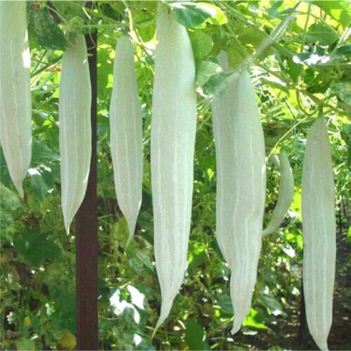 5 PCS WEST BITTER MELON, BALSAM PEAR, KU GUA, FOO GWAH, KHỔ QUA TÂY | eBay