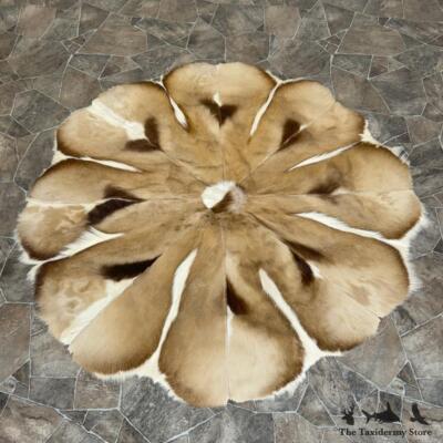 #29772 P | African Springbok Hide Taxidermy Throw For Sale | eBay