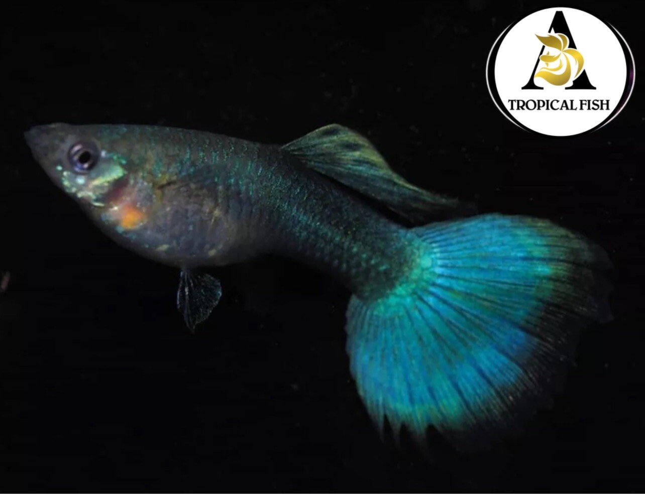 1 Pair - Live Aquarium Guppy Fish High Quality - Green Moscow Fancy VIP ...