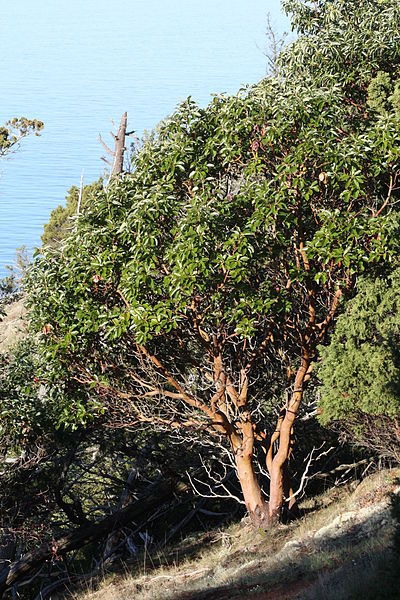 10 PACIFIC MADRONE TREE Bearberry Red Arbutus Menziesii Oregon Laurel ...