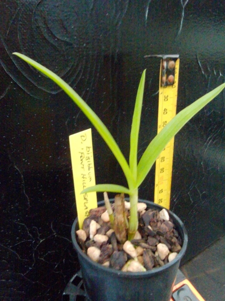 Dendrobium Orchid bigibbum "Font Hill Splash" | eBay Australia