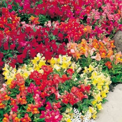 SNAPDRAGON Dwarf Mixed Colours 300 seeds EASY TO GROW, Bright Colours ...