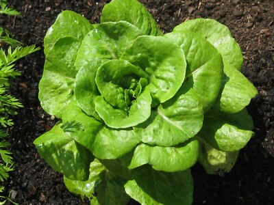 Bibb Lettuce Seeds, Butterhead, Limestone Lettuce, NON-GMO, FREE SHIP ...