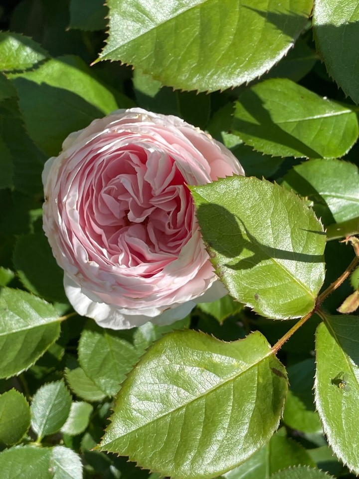 5 cuttings of Earth Angel Rose Plant Live Flower Plant Cuttings Shrub ...
