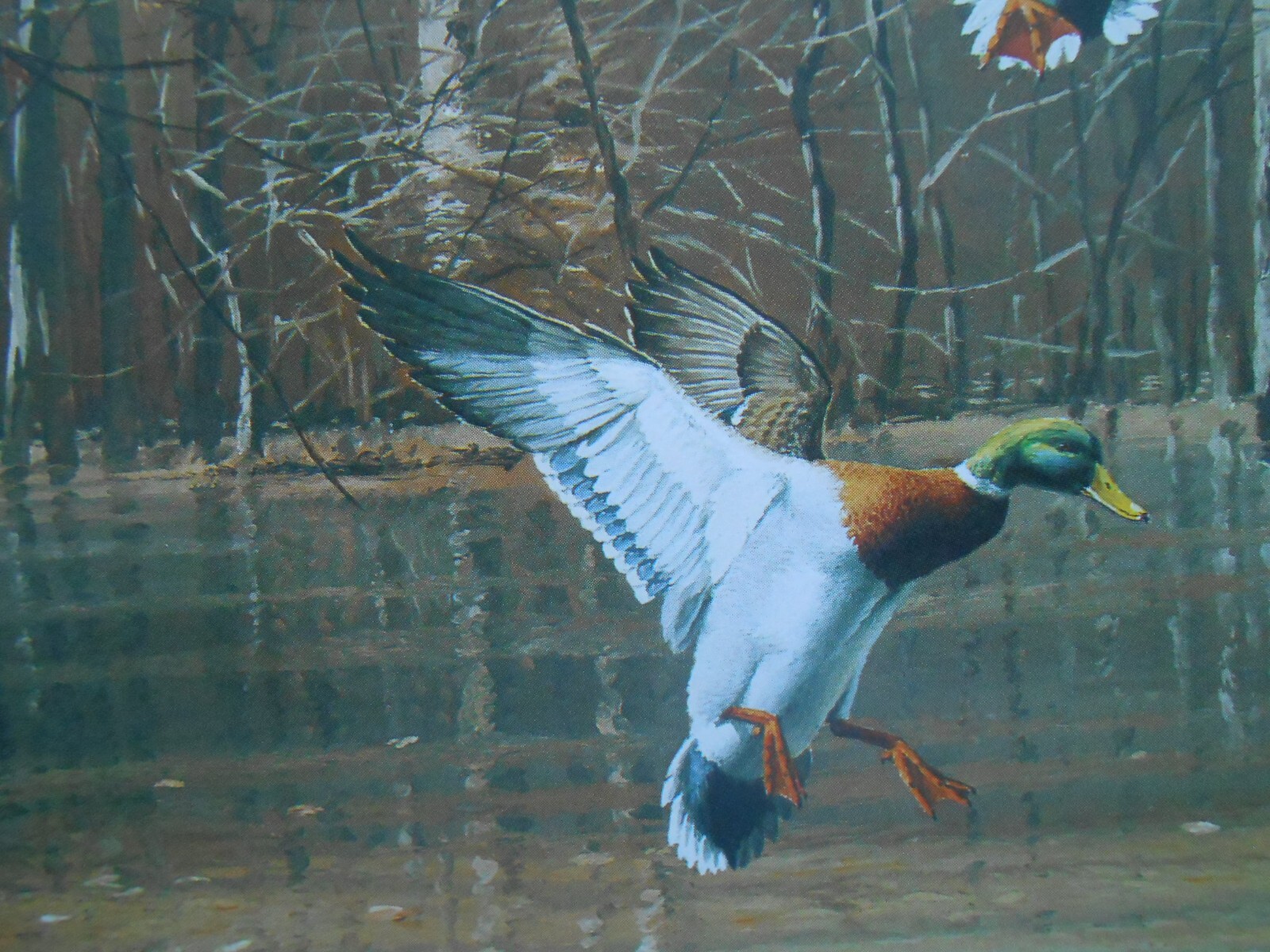 David Maass GREEN TIMBER-MALLARDS 11x14 framed 3.5 115 | eBay