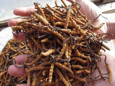 Wild Tibetan Aweto Yartsa Gunbu Cordyceps Sinensis Chinese Caterpillar ...