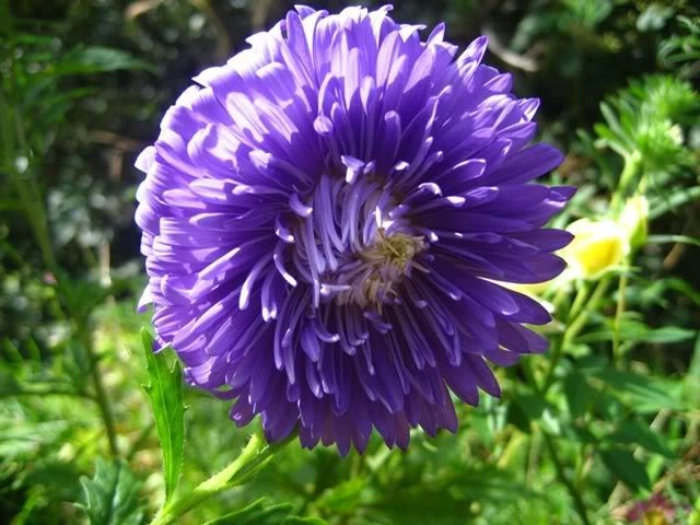 Dark Purple Aster