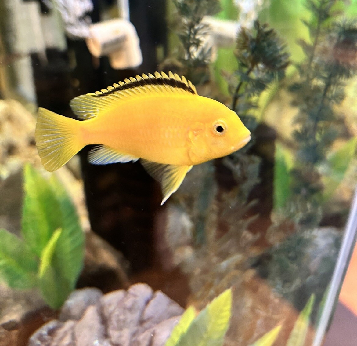 Yellow Lab Cichlids | eBay