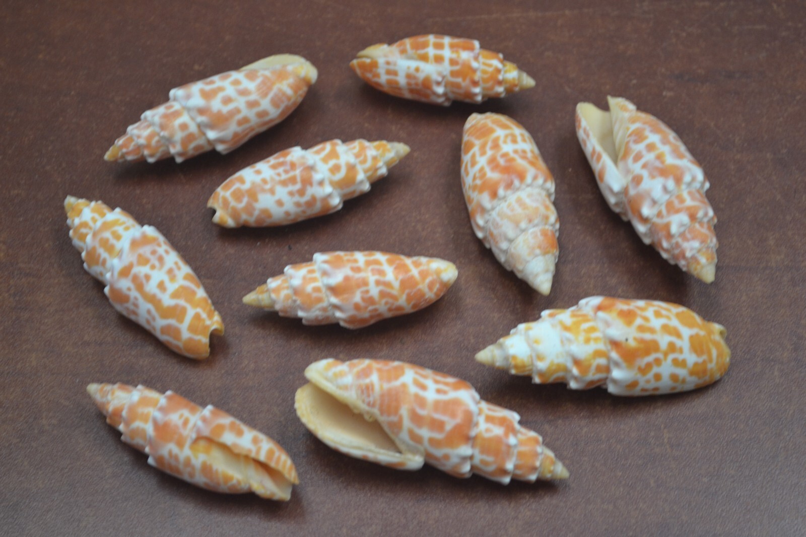 10 PCS ASSORT SMALL MITRA STICTICA SEA SHELL BEACH DECOR 2" - 2 1/2" | eBay