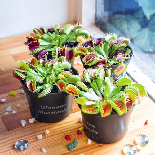 1 - 4 VENUS FLY TRAP INSECT KILLER CARNIVOROUS PLANT in POT NATURAL ...