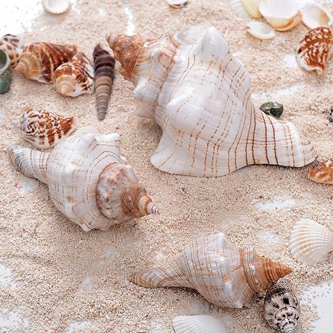 02 Large Striped Fox Seashell Conch Natural Shell Rare Real Beach Home ...
